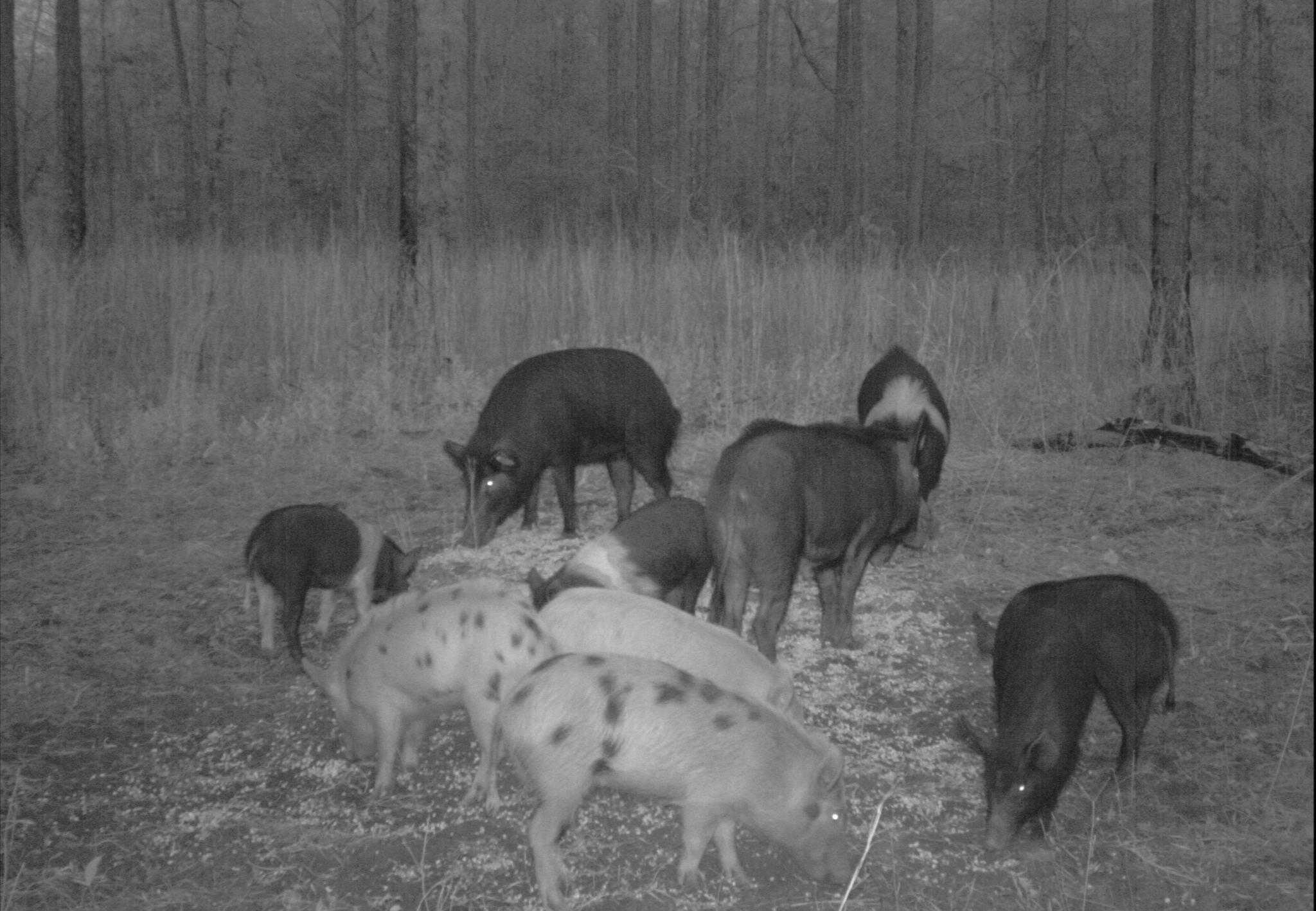 Gallery - National Wild Pig Task Force