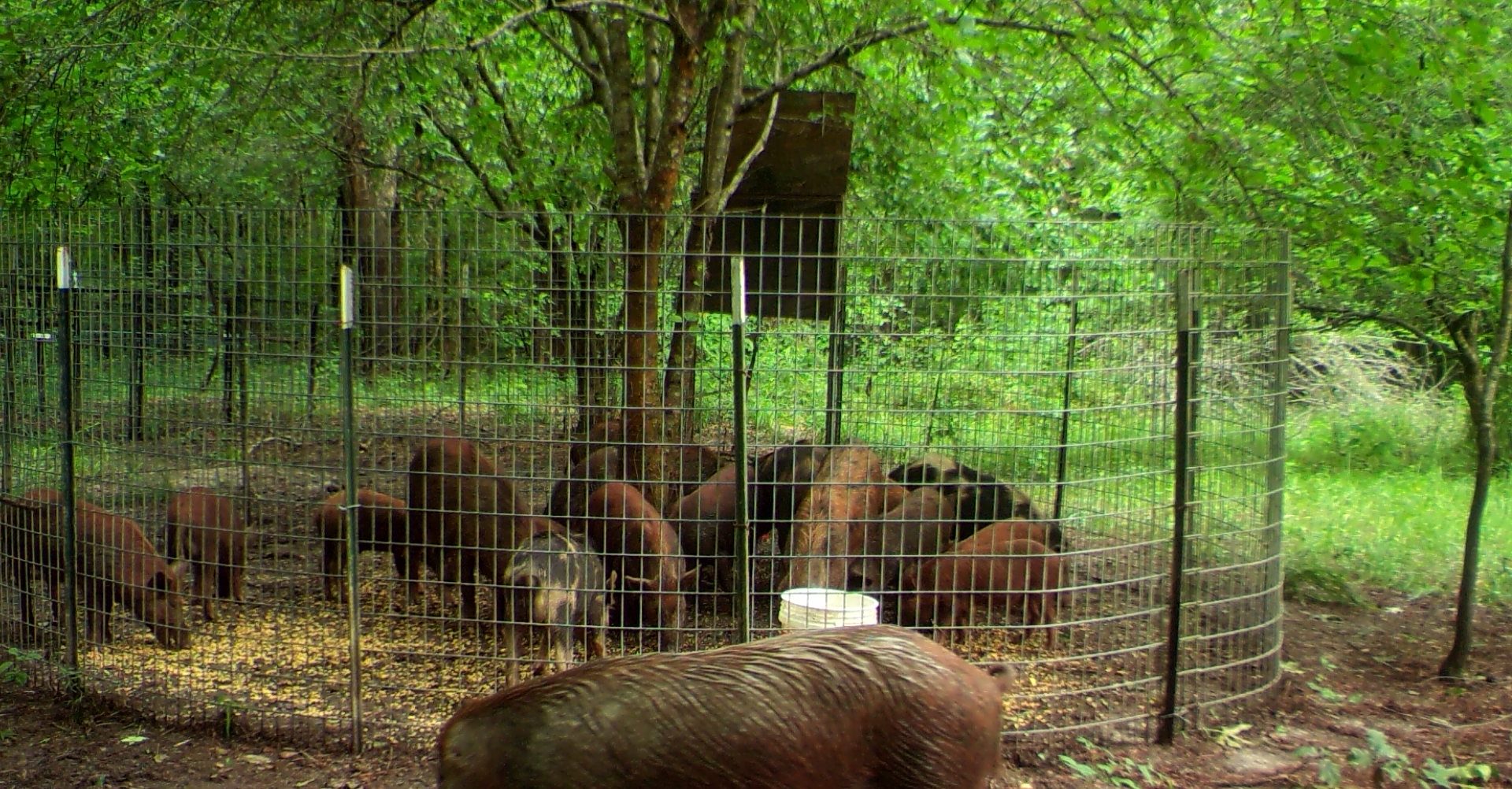 Gallery - National Wild Pig Task Force