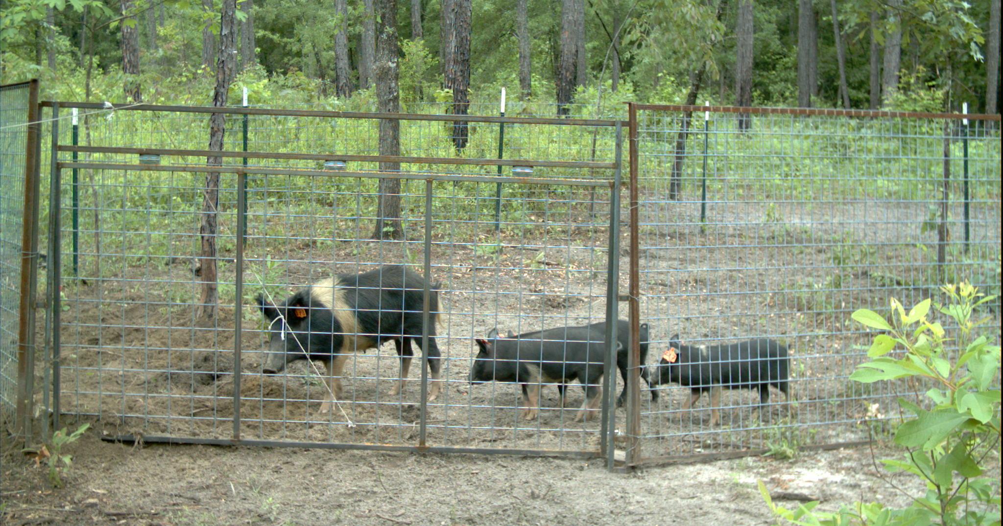 Gallery - National Wild Pig Task Force