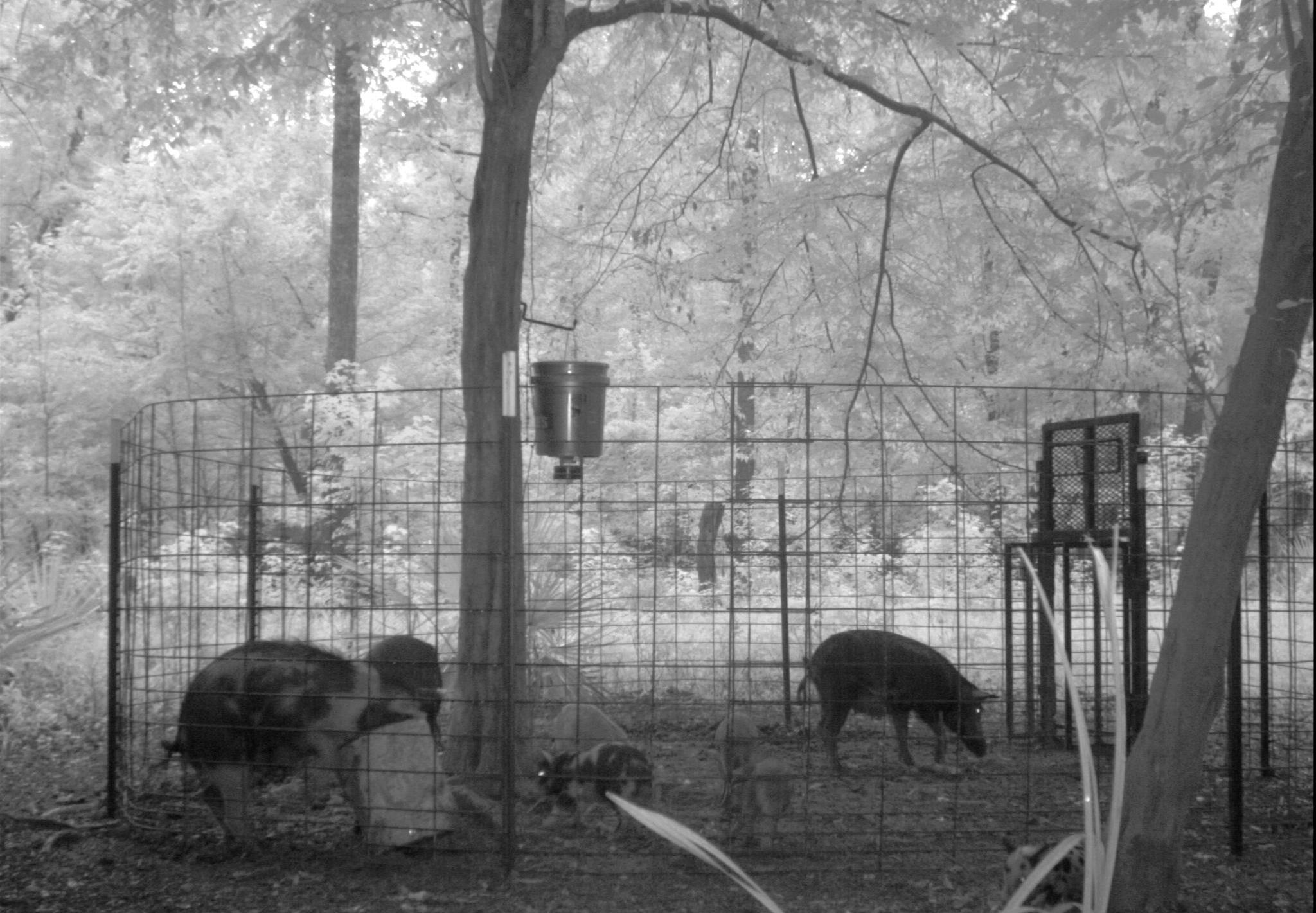 Gallery - National Wild Pig Task Force