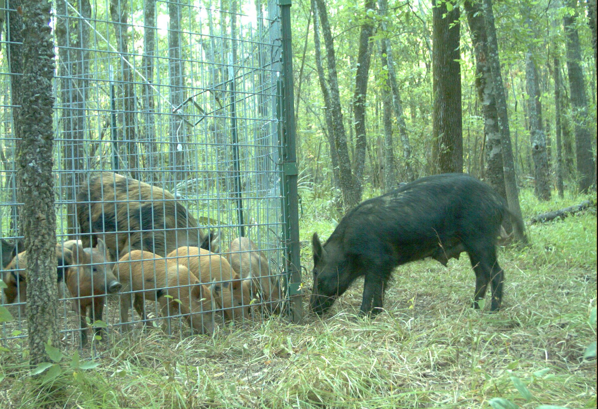 Gallery - National Wild Pig Task Force